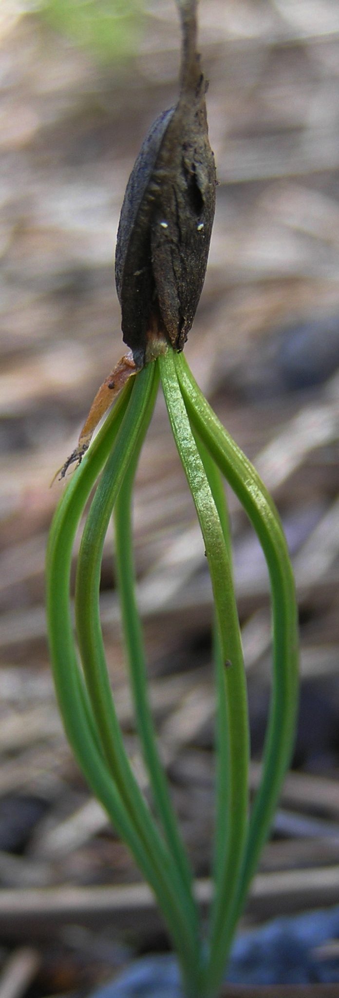 Pinus canariensis – Flora de Canarias
