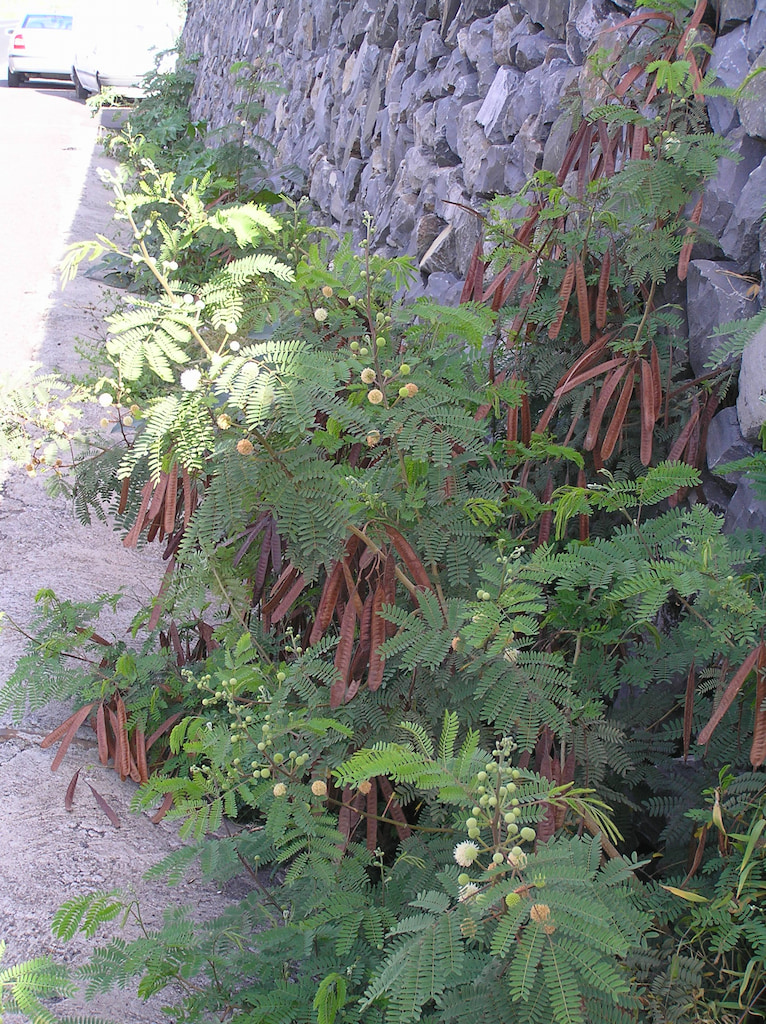 Leucaena leucocephala subsp. glabrata – Flora de Canarias