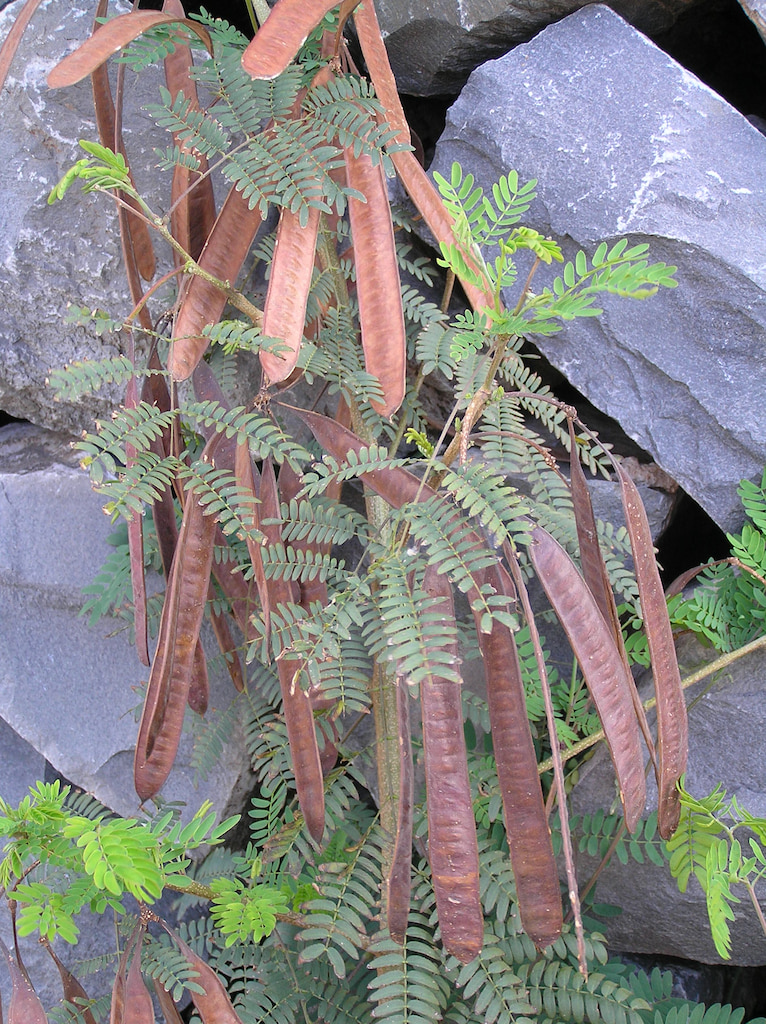 Leucaena leucocephala subsp. glabrata – Flora de Canarias