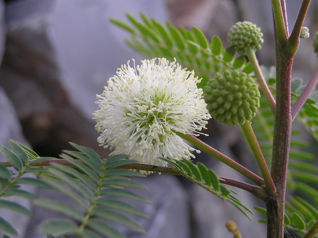 Leucaena leucocephala subsp. glabrata – Flora de Canarias